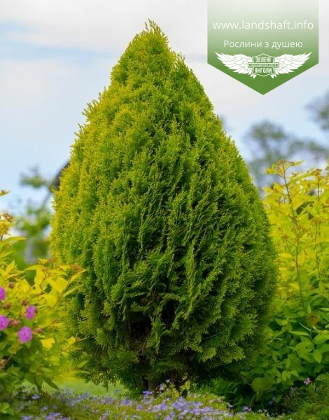 Thuja orientalis 'Aurea Nana', Туя східна 'Ауреа Нана',WRB - ком/сітка ...