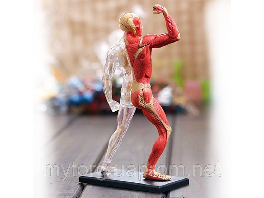 Купити Об'ємна анатомічна модель М'язи і скелет людини 4D Muscle, ціна ...