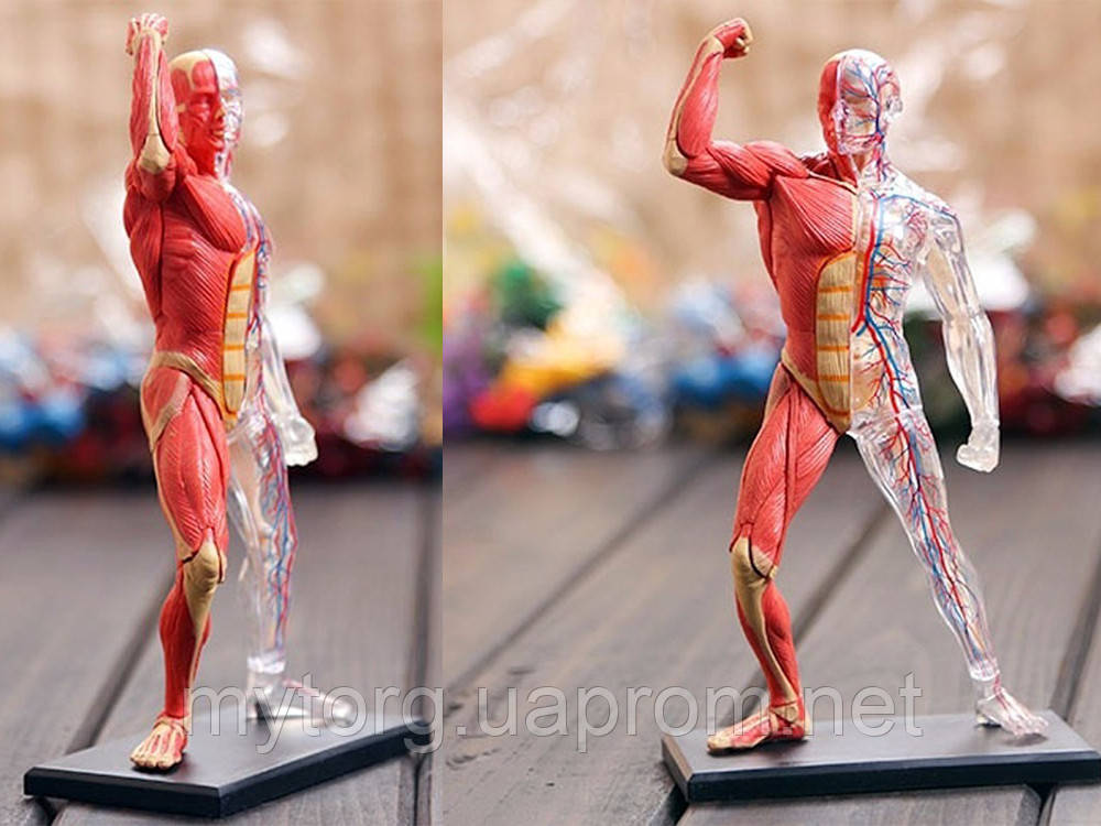 Купити Об'ємна анатомічна модель М'язи і скелет людини 4D Muscle, ціна ...