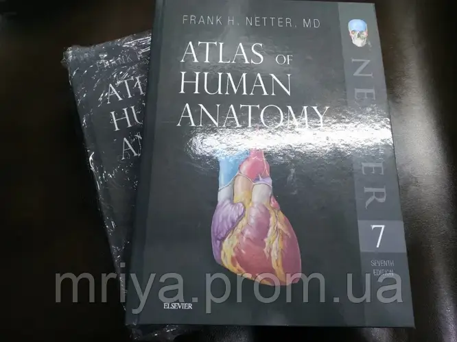 Атлас анатомии Неттер 7е (на английском)\ Atlas of Human Anatomy (ID ...