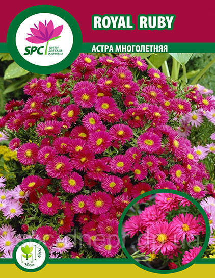 Айстра багаторічна Royal Ruby: продаж, ціна у Дніпрі. розсада і ...