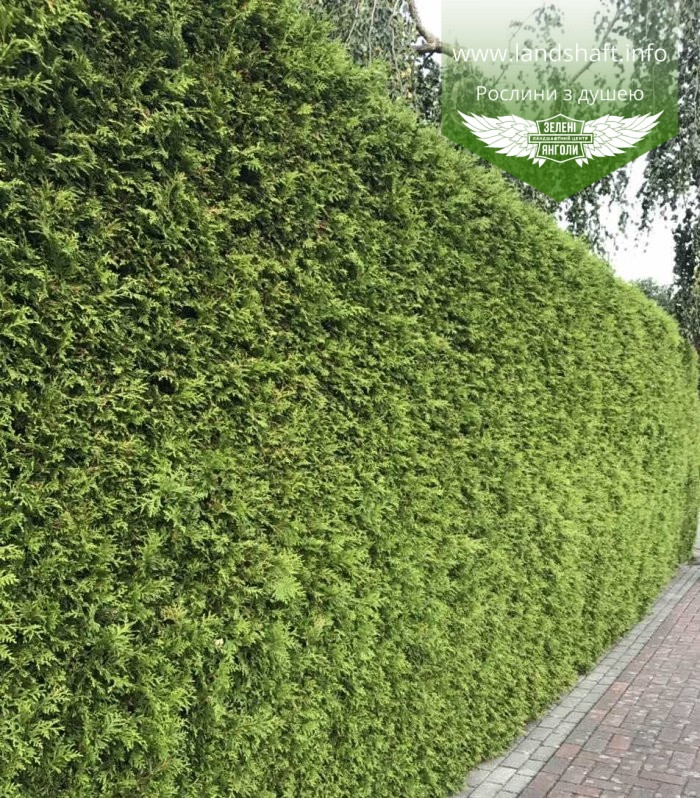 Thuja Occidentalis 'Brabant', Туя Західна 'Брабант',WRB - Ком/сітка,140 ...