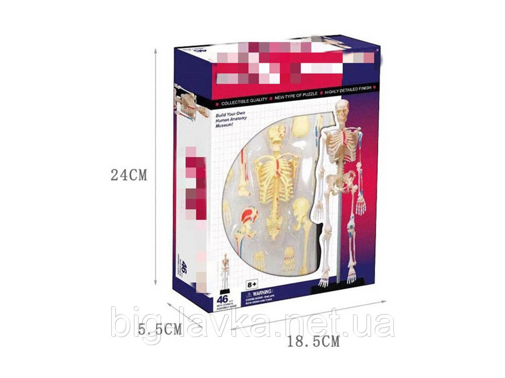 Объемная анатомическая модель 4D Master Skeleton Skeleton (ID ...