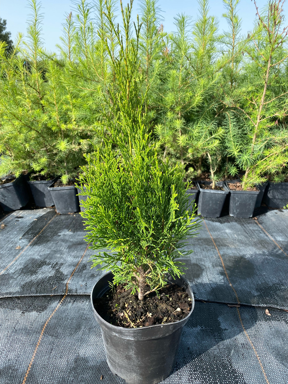 Туя западная Смарагд в контейнере 50-60 см (С5), цена 120 грн — Prom.ua ...
