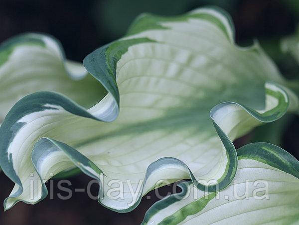 Купить Хоста Sails Ho (Ran Ludell 1995) (саженцы), цена 2000 ₴ — Prom ...