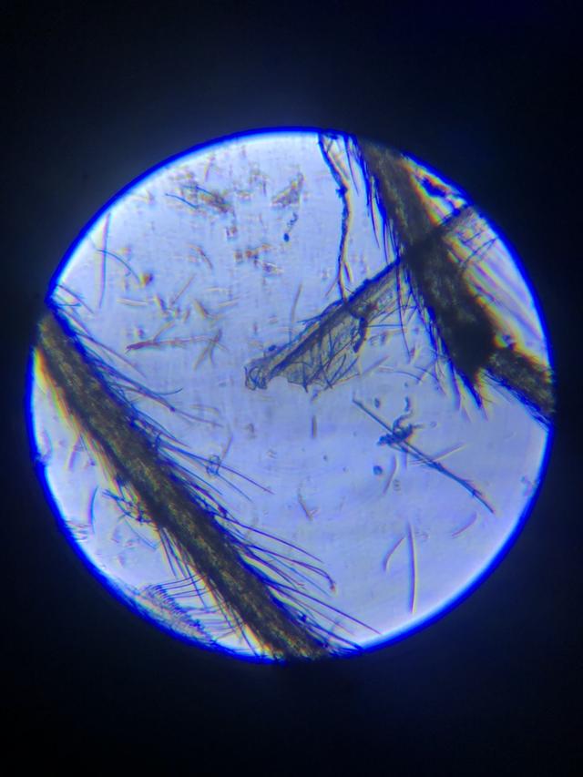 Купити Кишеньковий мікроскоп Carson MicroFlip 100x-250x LED із ...