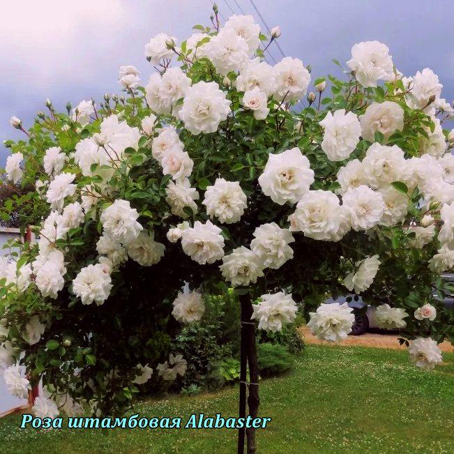 Роза штамбовая Alabaster (Алабастер) 90-100см. флорибунда: продажа ...