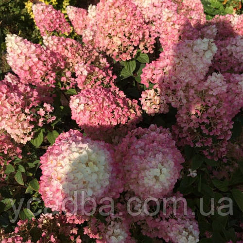 Гортензия метельчатая Петит Стар (33) контейнер 0,5л, цена 100 грн ...