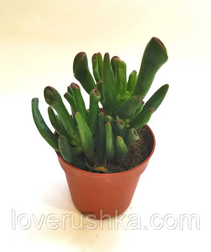 Купити Крассула корал Crassula Coral Суккулент Кімнатна рослина ...