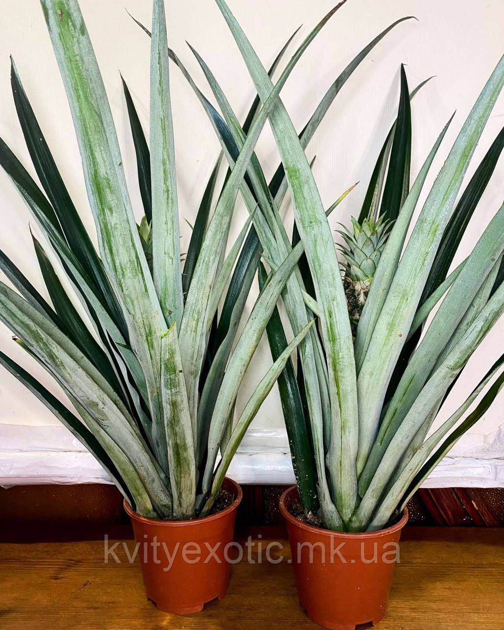 Купить Ананас кімнатний Ананас комнатный Champaca Ananas Champaca, цена ...