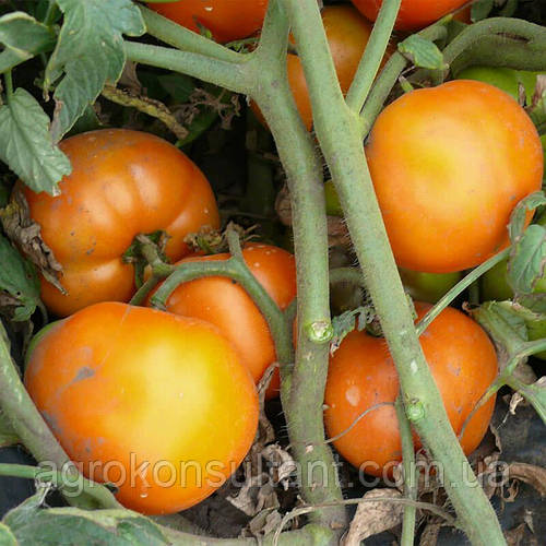 Насіння томату Солідо F1/Solido F1 (Lark Seeds), поштучно ранній (90 ...