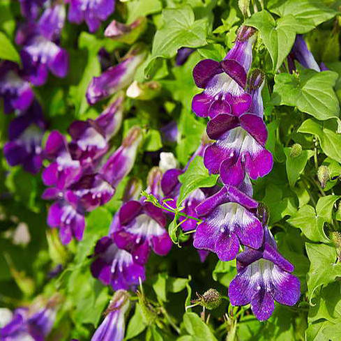 Семена азарины ползучей фиолетовой Hem Zaden 4 шт, цена 18.50 грн ...