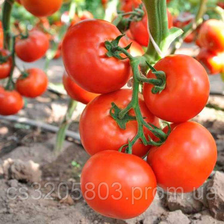 Купити Томат Махітос F1 / Mahitos F1 10 насінин, індетермінантний (Rijk ...