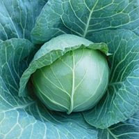 Капуста ks 15 f1 - купити недорого, Prom.ua: ціни, акції і відгуки ...