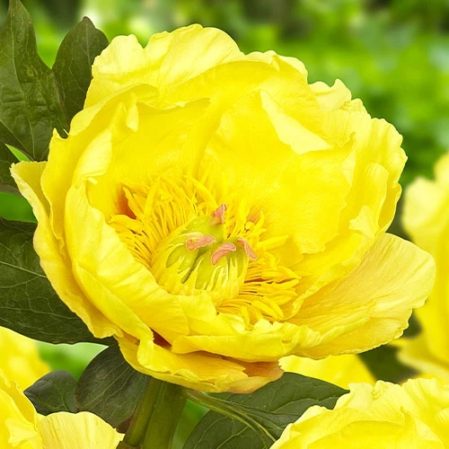 Купить Цветок Пион корневища ITOH Garden Treasure Махровый Желтый ...