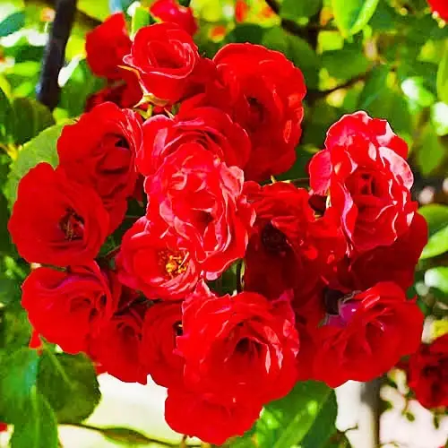 Почвопокровная, кустарная роза Scarlet Meillandecor красного цвета ...