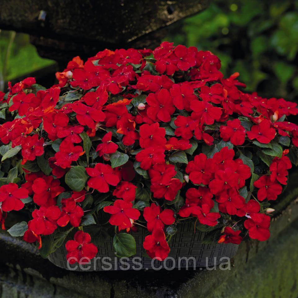 Купить Бальзамин Уоллера, Impatiens walleriana, цена 85 ₴ — Prom.ua (ID ...