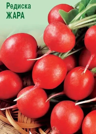 Семена редис Жара F1 , 3 г — ранний, урожайный, всесезонный, Велес ...