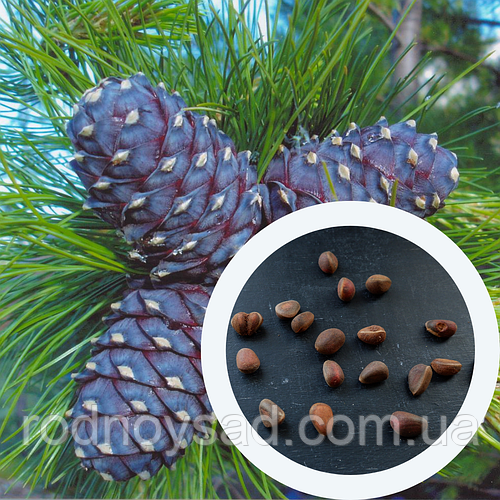 Кедр Европейский семена (20 шт) (Pinus cembra) сосна кедровая (ID ...