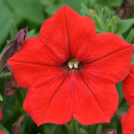 Купить Easy Wave 5 шт семена ампельной петунии Pan American Red, цена ...