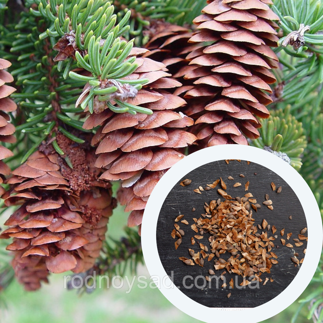 Купить Ель белая семена 0,5 грамма (около 400 шт) (Picea glauca) глаука ...