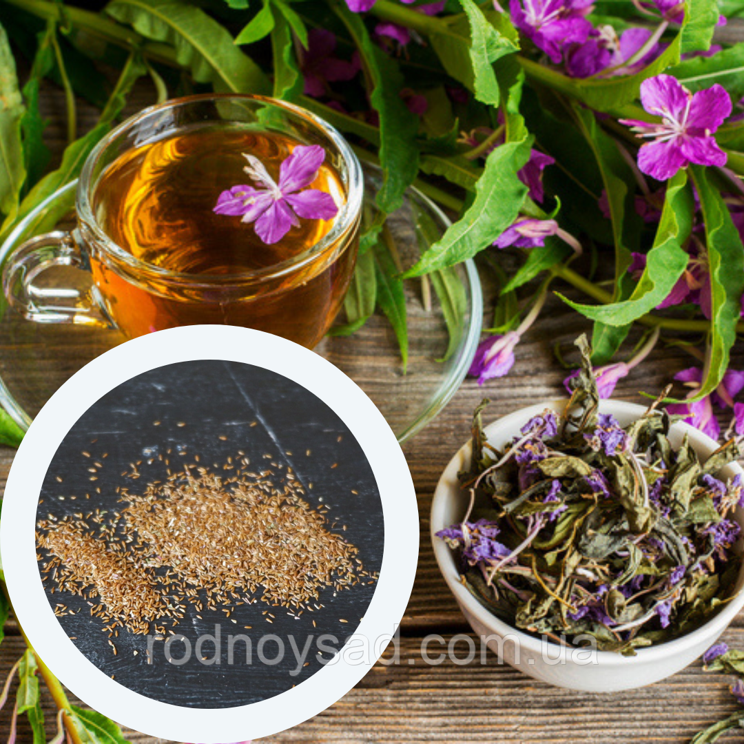 Купити Іван-чай кипрей насіння (прибл. 1500 шт) вузьколистий копорскій ...