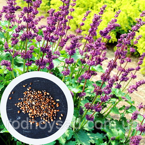 Шалфей мутовчатый семена (20 шт) (Salvia verticillata) сальвия ...