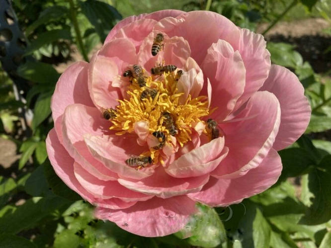 Flamingo (ID#2424741745), ціна: 1800 ₴, купити на Prom.ua