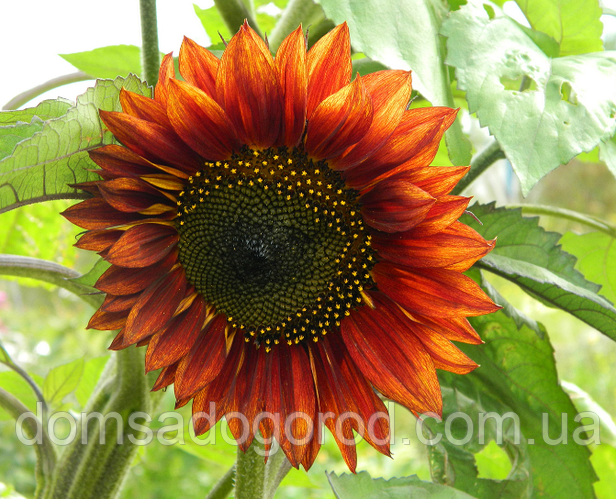 Купить Подсолнечник Вечернее солнце 1 г (семена), цена 7 ₴ — Prom.ua ...