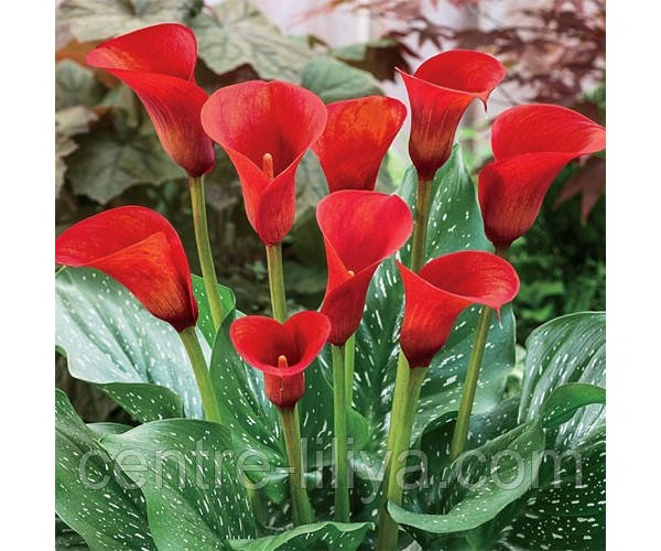 Калла Bloody Mary 14/16: продажа, цена в Миргороде. Семена и клубни ...