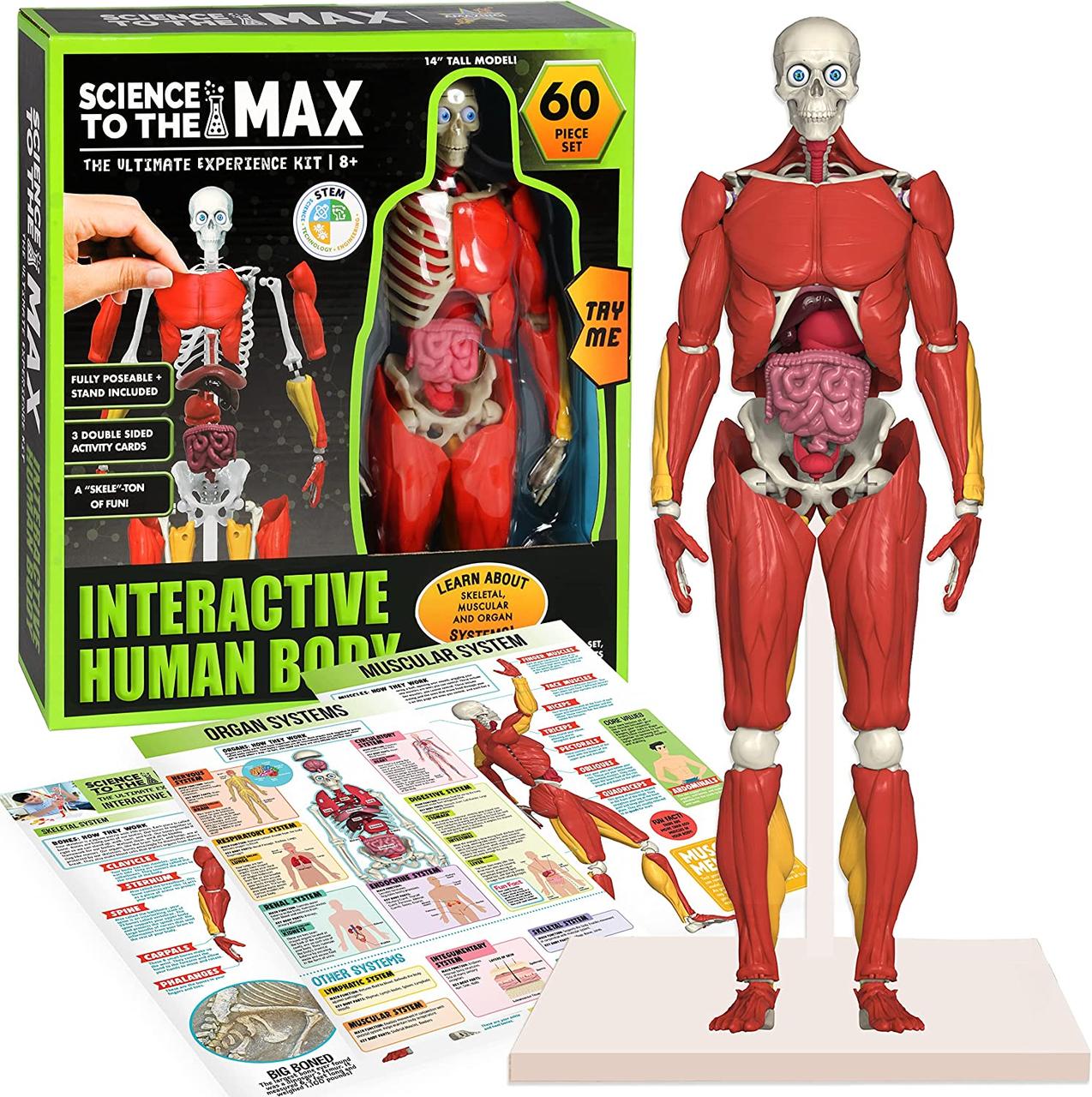 Інтерактивна модель людського тіла набір Вивчаємо тіло людини ...