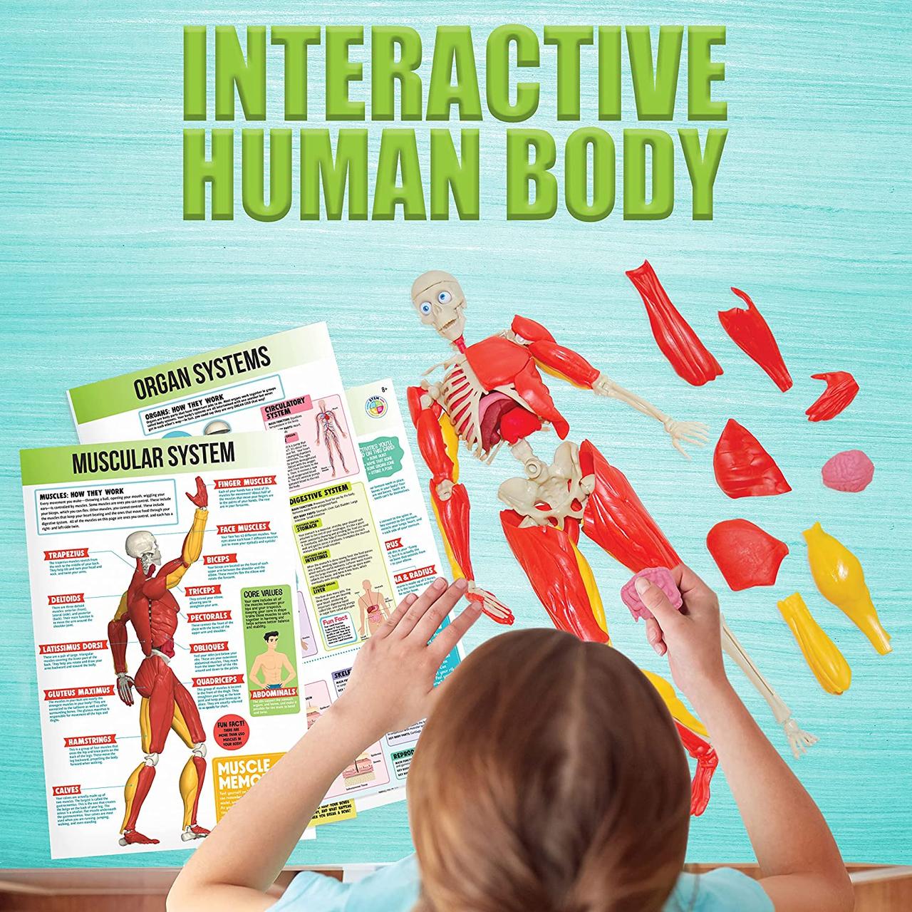 Інтерактивна модель людського тіла набір Вивчаємо тіло людини ...
