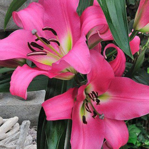 Лилия ОТ-гибрид Arvandrud 18/20: продажа, цена в Миргороде. Семена и ...