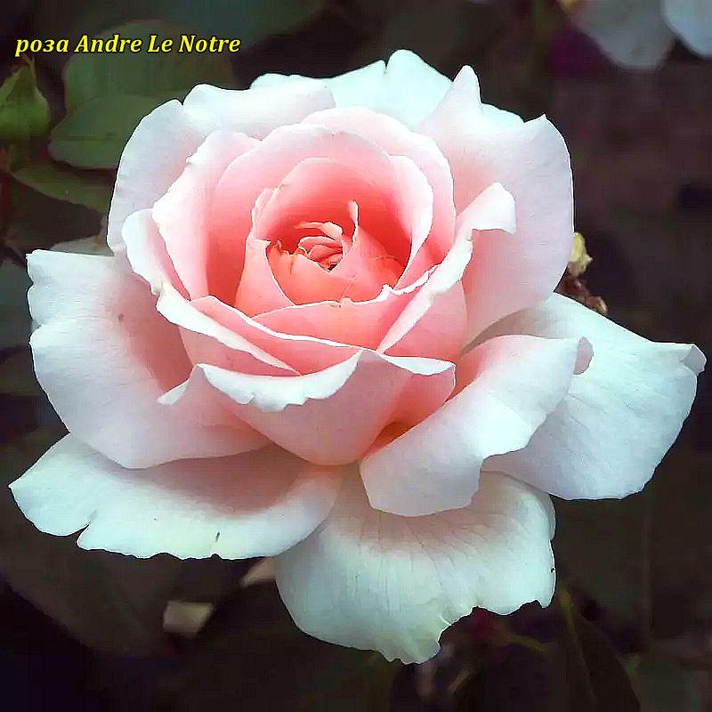 Роза Andre Le Notre (Андрэ лё Нотр): продажа, цена в Черкасской области ...