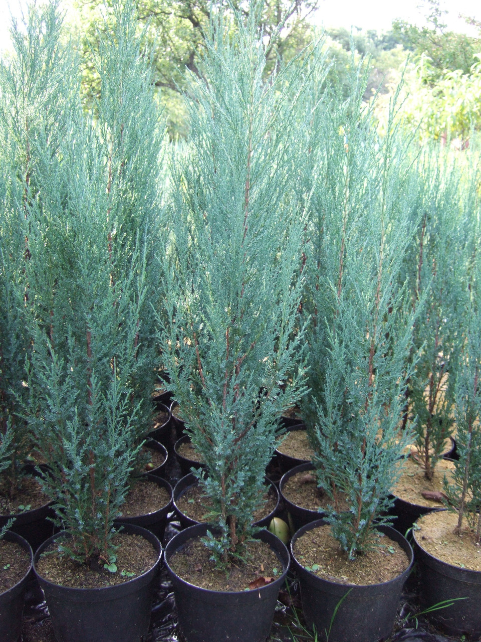 Купити Juniperus scopulorum Blue Arrow (Ялівець скельний Блю Ерров) 100 ...