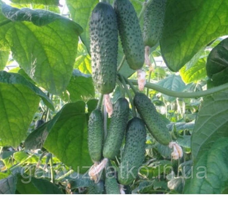 Семена Огурец Директор F1 (партенокарпичный) НК Элит 10 Шт — Купить ...