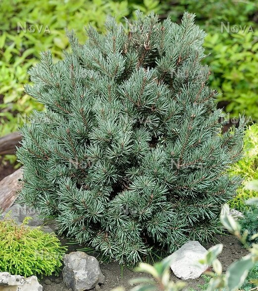 Сосна звичайна Chantry Blue 3 річна, Сосна обыкновенная Чантри Блю ...