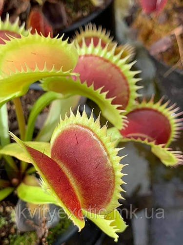 Купити Діонея. Венерина мухоловка. Росліна Хіжак. Dionaea muscipula ...