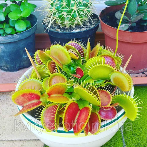 Купити Діонея. Венерина мухоловка. Росліна Хіжак. Dionaea muscipula ...