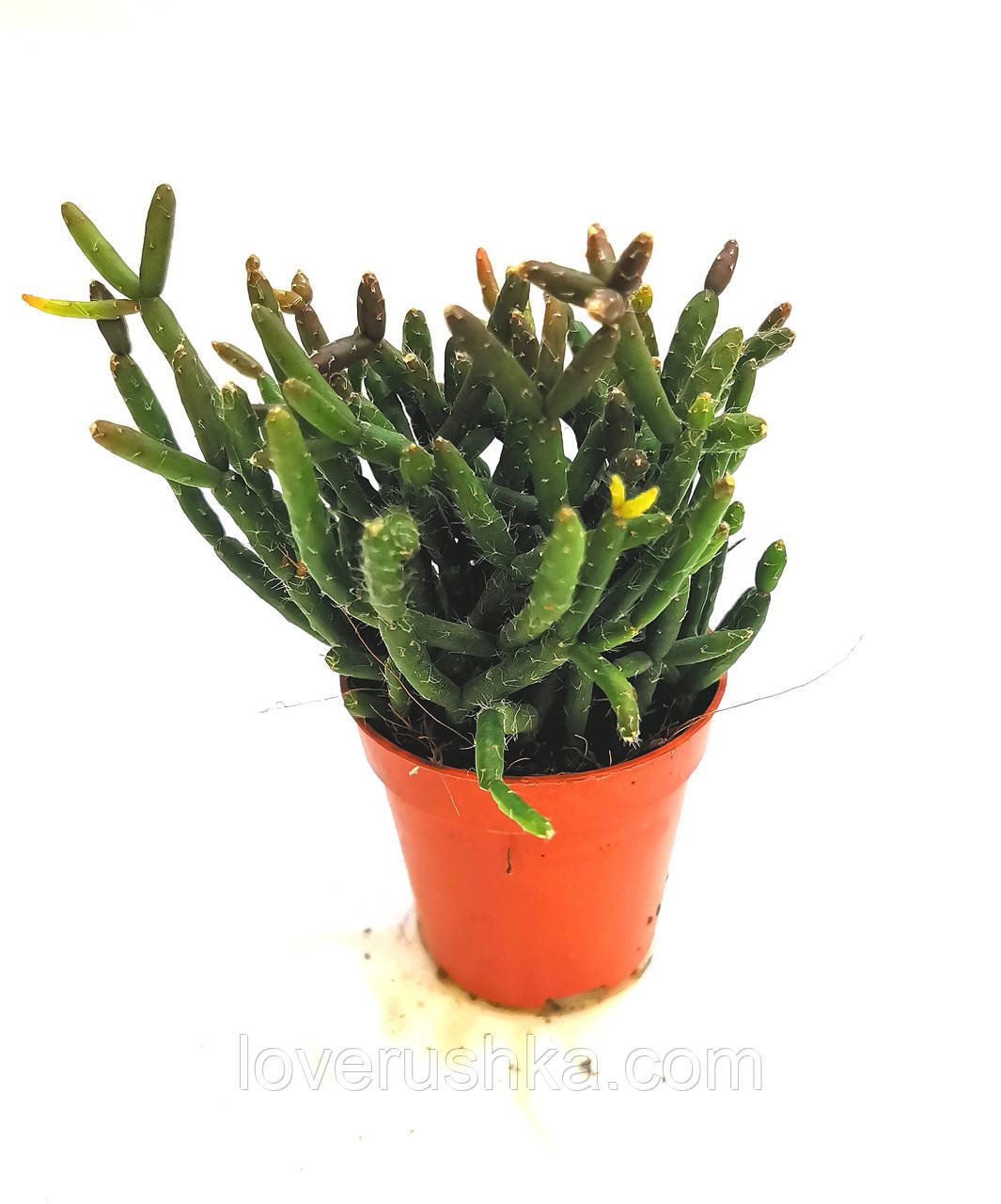 Рипсалис Rhipsalis Cereuscula Суккулент Комнатное Растение — Купить ...