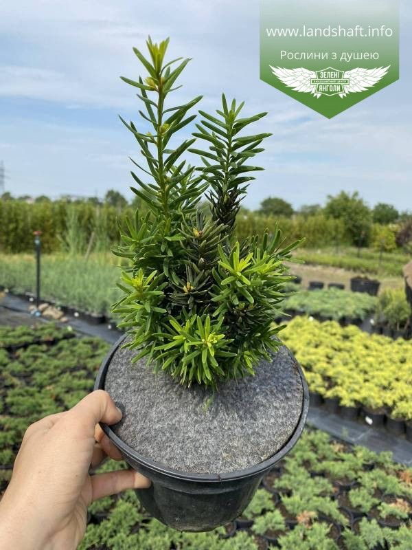 Купить Taxus x media 'Hicksii', Тис середній 'Хіксі',Н80+ см,CRB10 ...