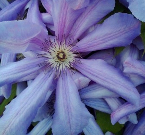 Клематис лилово-фиолетовый 1год: продажа, цена в Киевской области ...