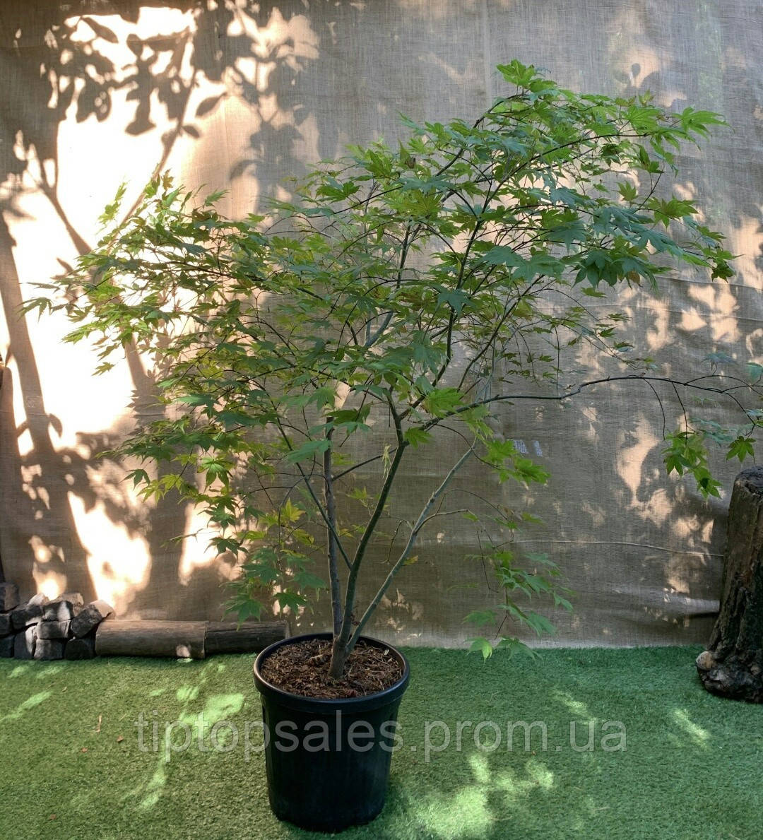 Большой Японский Клен Rovinsky Garden Japanese Maple, Acer Palmatum Aka ...
