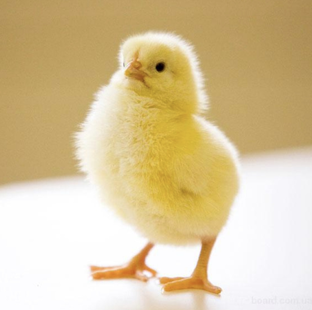 Купить Бройлер Росс 708, цена 25 ₴ — Prom.ua (ID#1773472117)