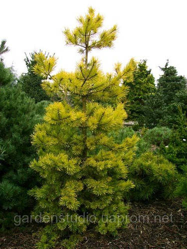 Купить Сосна обыкновенная Ауреа (Pinus sylvestris Aurea), цена 400 грн ...