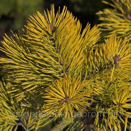 Купить Сосна обыкновенная Ауреа (Pinus sylvestris Aurea), цена 400 грн ...