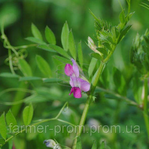 Вика яровая семена (мешок 25 кг), цена 48 грн — Prom.ua (ID#1781742084)