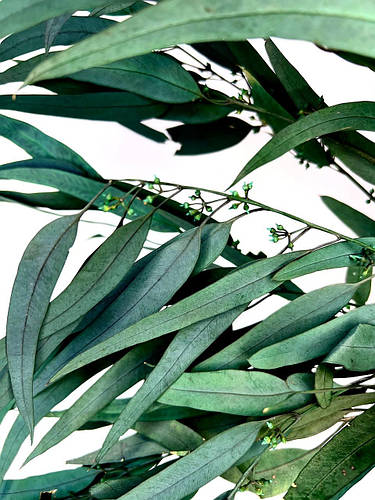 Купить Эвкалипт Николи Стабилизированный Зеленый, цена 320 ₴ — Prom.ua ...