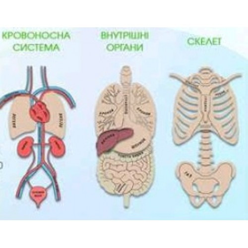 Купить Анатомія Макет людини (фанера) 600*300мм (НУШ), цена 1580.16 ...