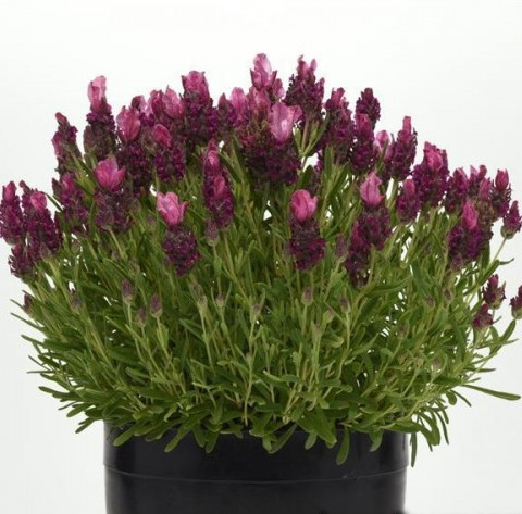 Заказать Насіння Лаванди BANDERA (h 20cm) Deep Rose- Kieft Seed-5шт с ...